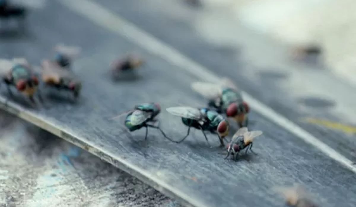 ¿Plaga de moscas? Conoce el mejor truco casero para evitar su propagación - Infozport