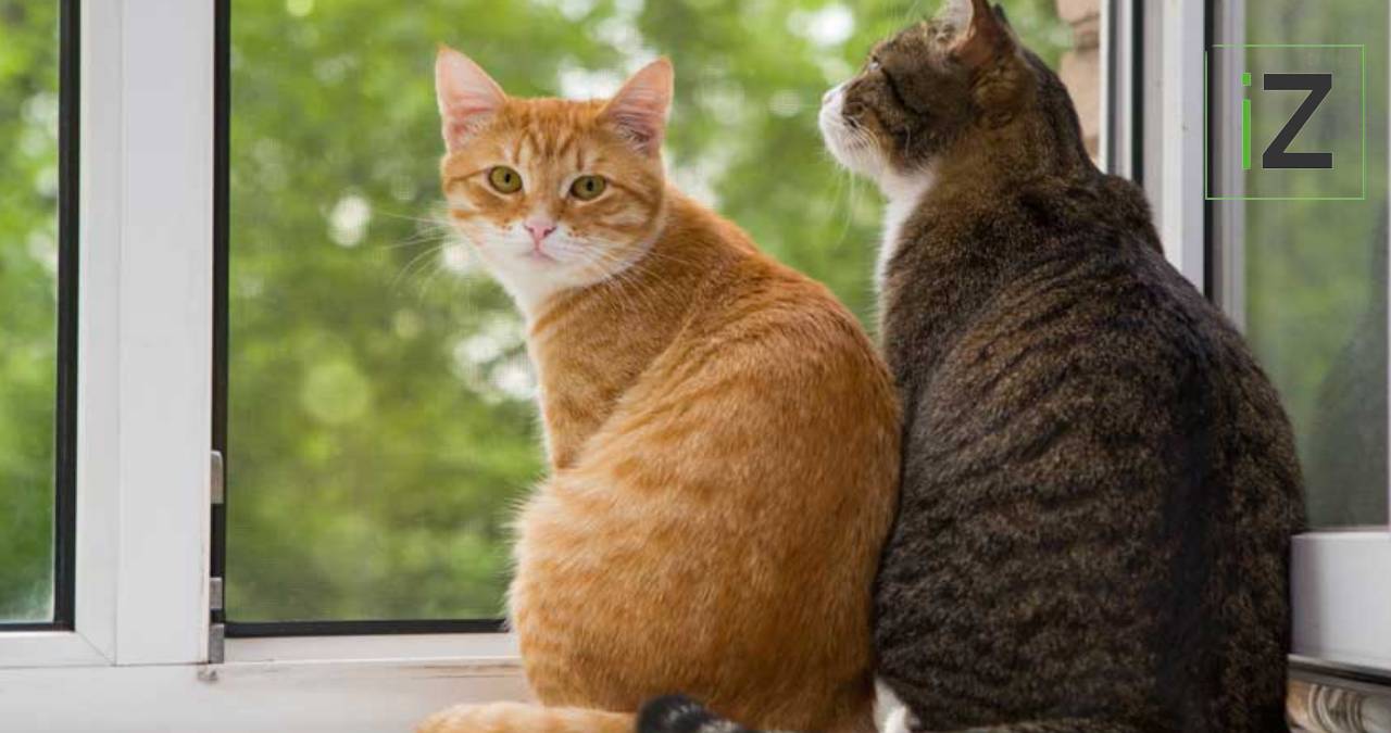 ¿Cómo llamar la atención de tu gato? Descubre la estrategia infalible ...